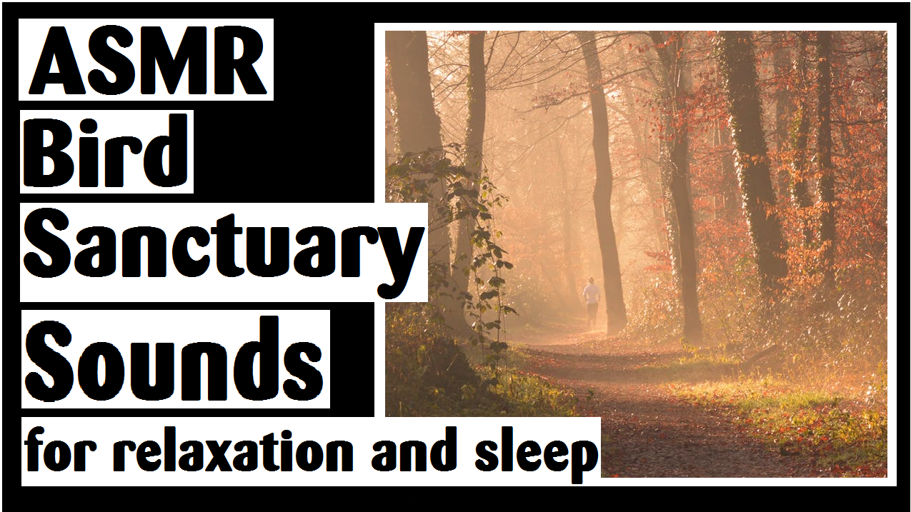 Asmr Bird Sanctuary Forest Sounds Nature Crunchy Leaves Train